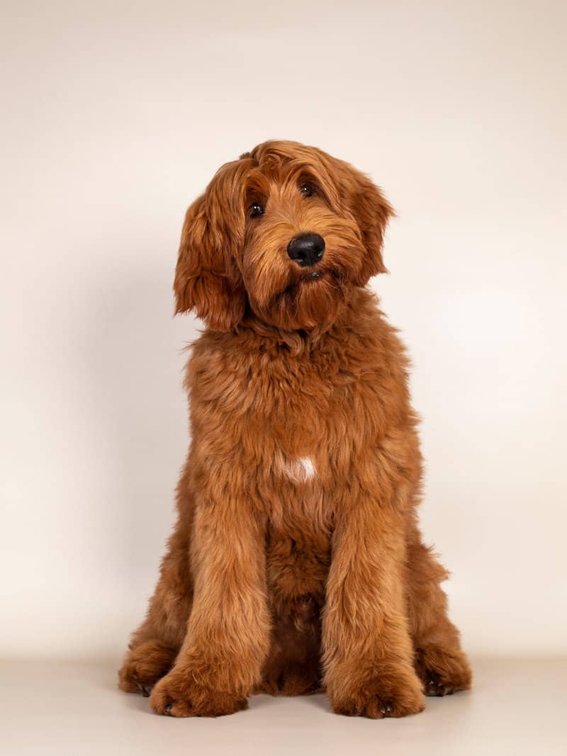 Australian-Cobberdog-Züchter mit Welpen in der Nähe (Liste) - Hunde2.de