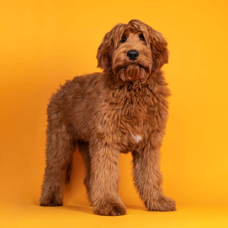 Australian-Cobberdog-Züchter mit Welpen in der Nähe (Liste) - Hunde2.de