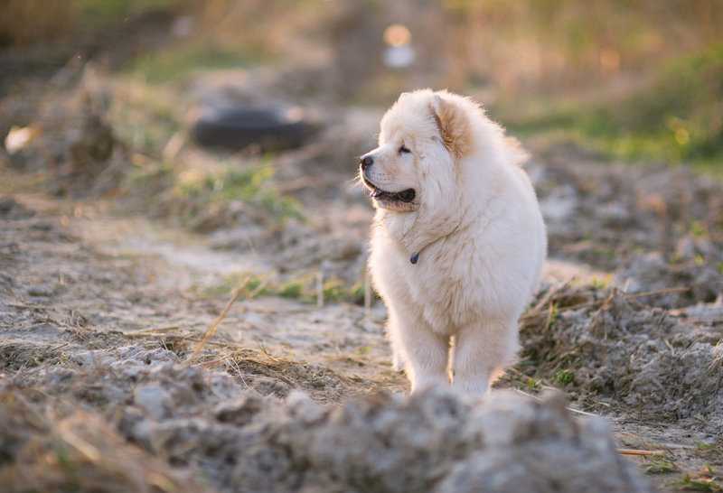Die 8 schönsten weißen Hunderassen (mit Bildern) - Hunde2.de