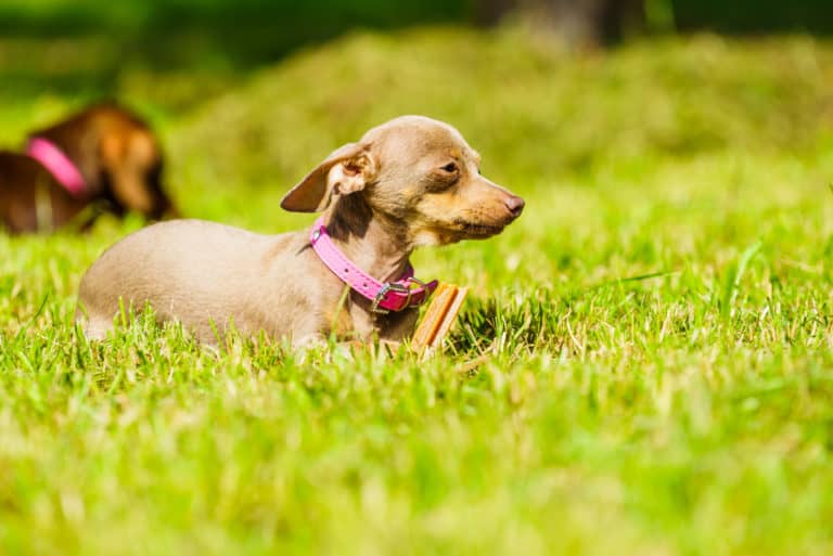Dackel Pinscher Mix (Doxie Pin) im Portrait - Hunde2.de