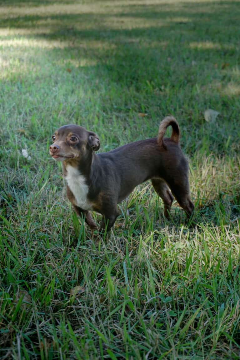 Dackel Pinscher Mix (Doxie Pin) im Portrait - Hunde2.de