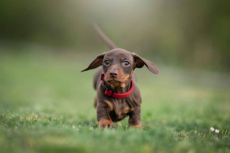 Dackel-Züchter mit Welpen in Niedersachsen & Bremen (Liste) - Hunde2.de