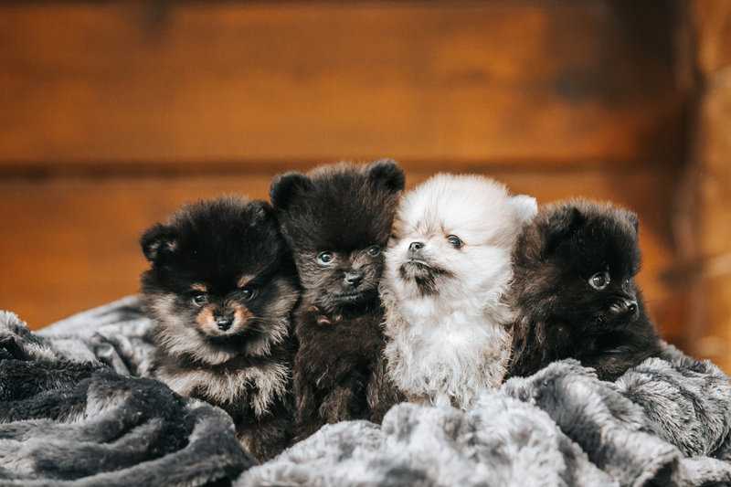 Die besten Pomeranian-Züchter mit Welpen in Österreich - Hunde2.de