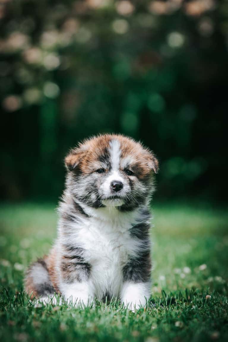 Akita Inu-Züchter mit Welpen in der Nähe (Favoritenliste) - Hunde2.de