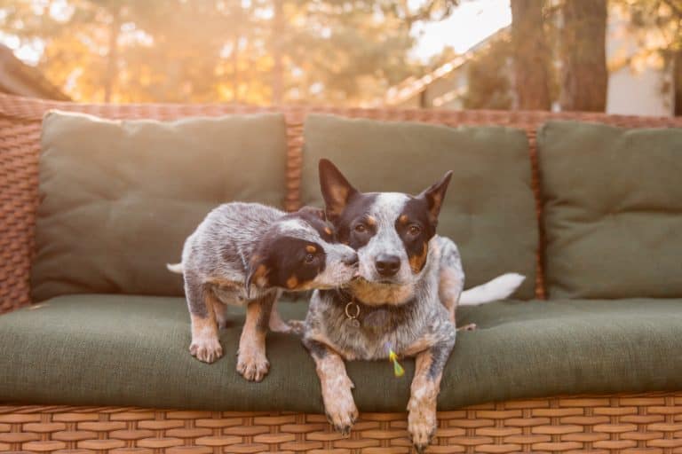 Australian Cattle Dog-Züchter mit Welpen in der Nähe (Liste) - Hunde2.de