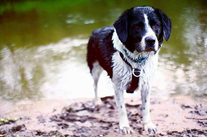 Die 12 schönsten Labrador-Mischlinge (Mix) mit 31 Bildern - Hunde2.de