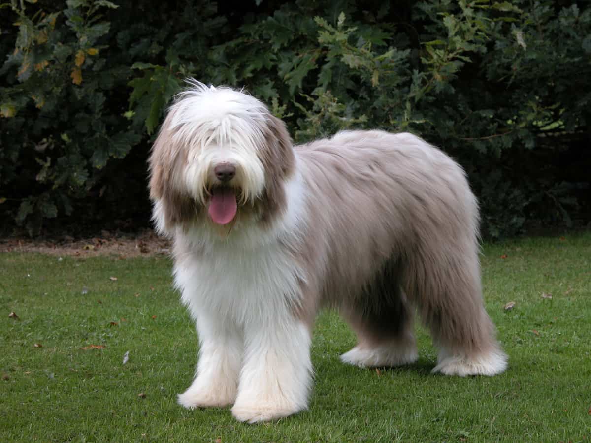 Seriöse Bearded Collie-Züchter mit Welpen in der Nähe (Liste) - Hunde2.de
