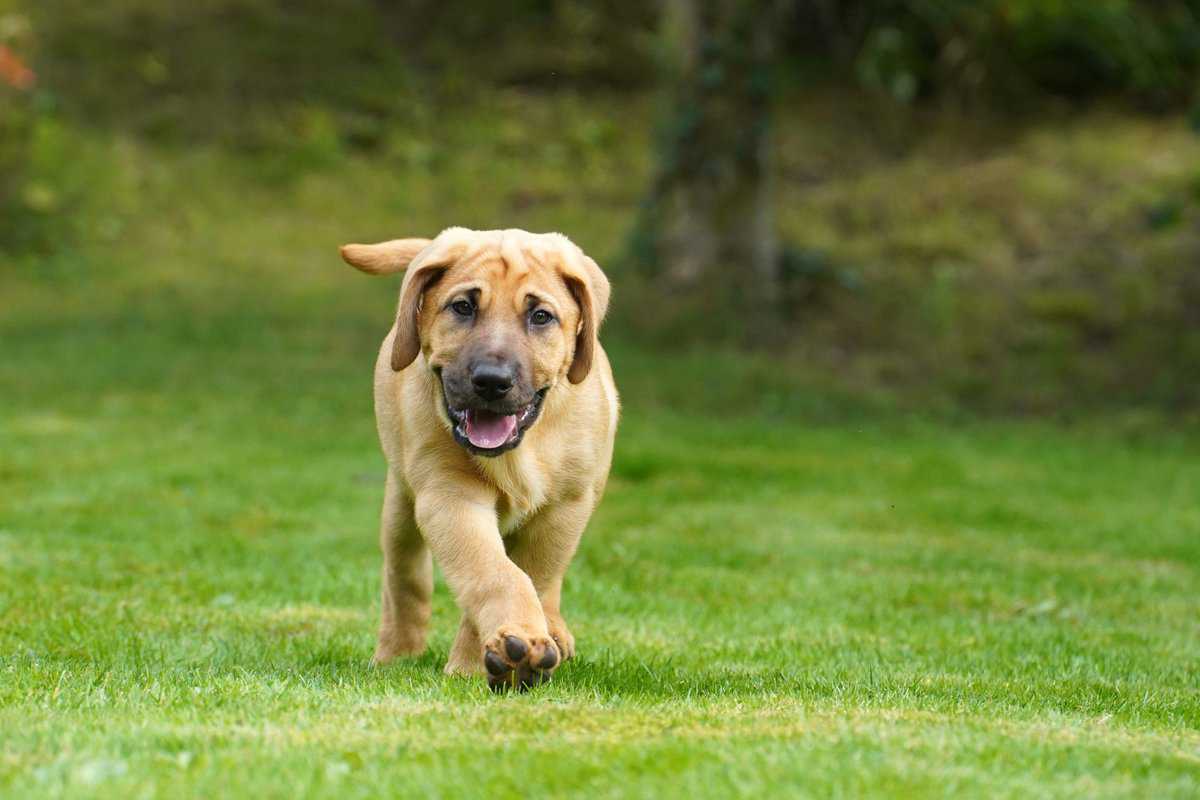 Broholmer-Züchter mit Welpen in der Nähe (Favoritenliste) - Hunde2.de