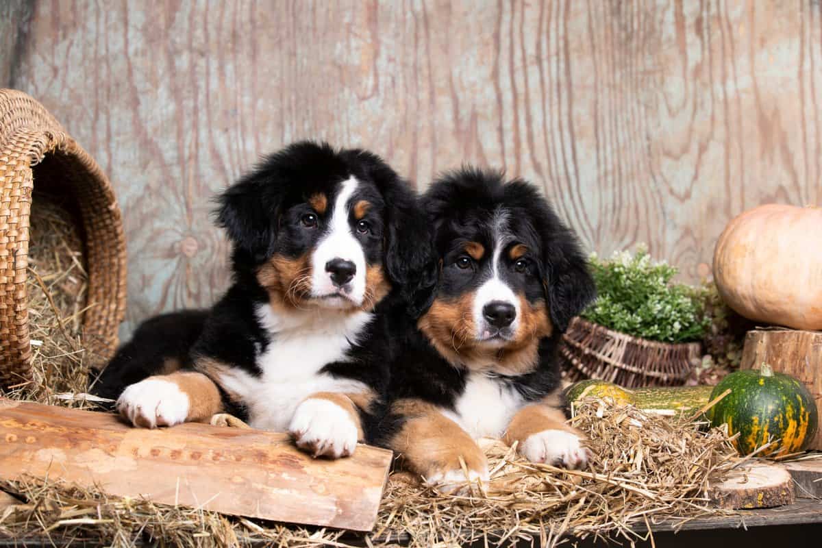Berner Sennenhund-Züchter mit Welpen in der Nähe (Liste) - Hunde2.de
