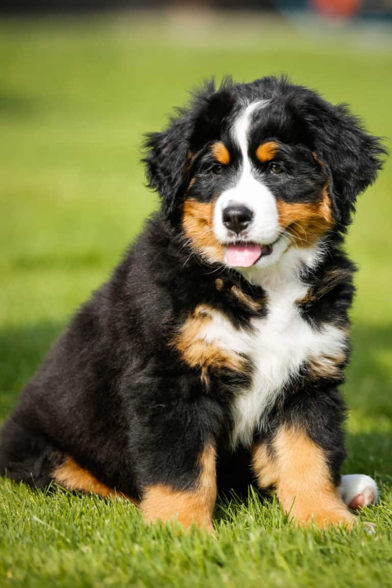 Berner Sennenhund-Züchter mit Welpen in der Nähe (Liste) - Hunde2.de