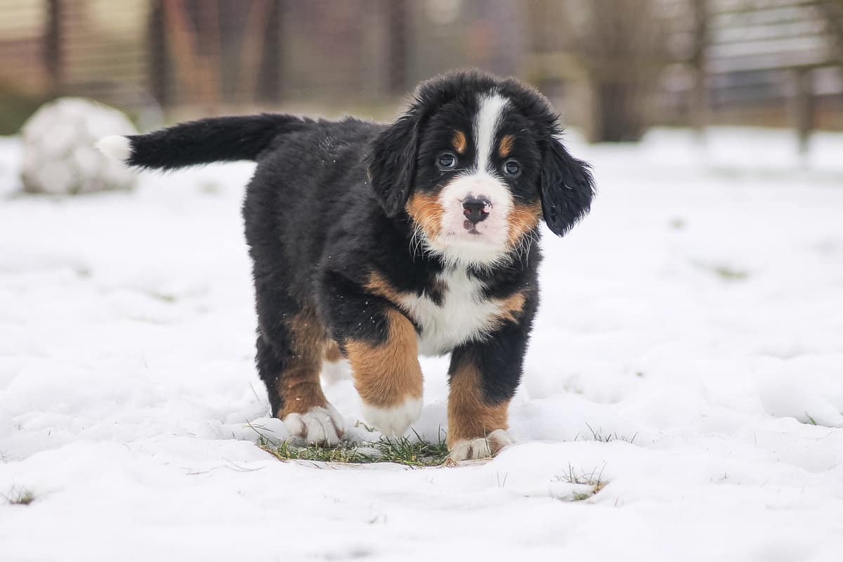 Berner Sennenhund-Züchter mit Welpen in der Nähe (Liste) - Hunde2.de