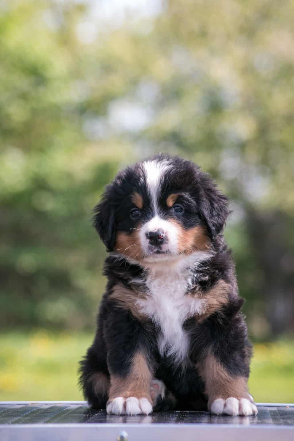 Berner Sennenhund-Züchter mit Welpen in der Nähe (Liste) - Hunde2.de