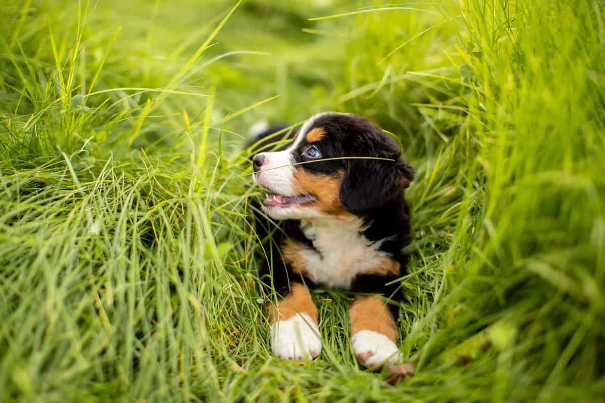 Berner Sennenhund-Züchter mit Welpen in der Nähe (Liste) - Hunde2.de