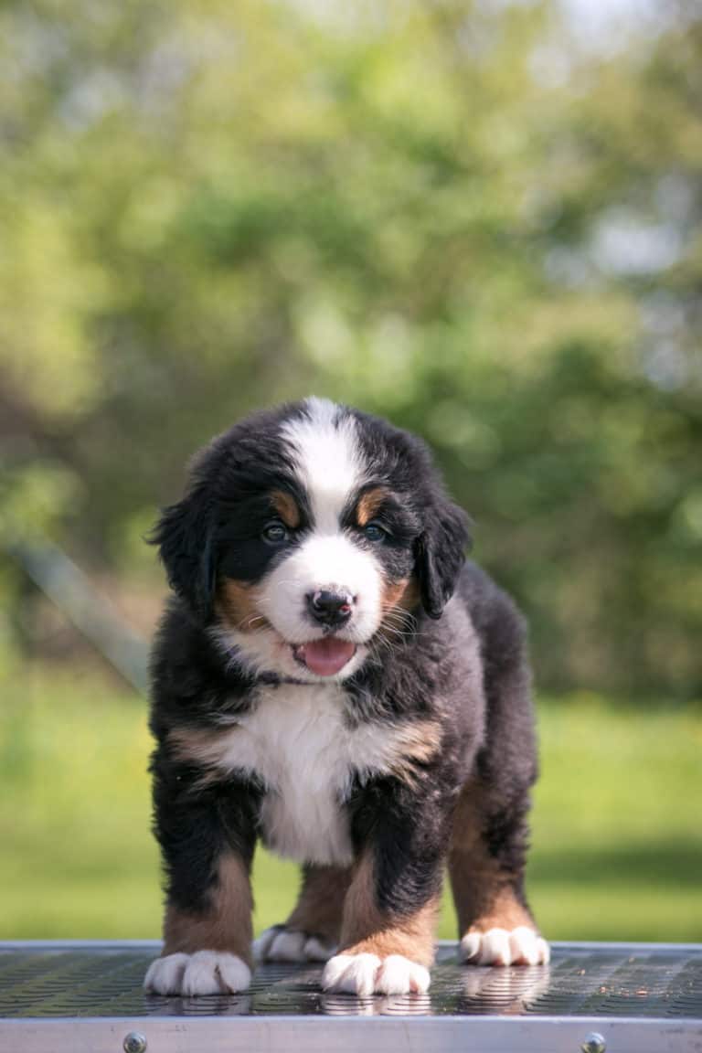 Berner Sennenhund-Züchter mit Welpen in der Nähe (Liste) - Hunde2.de