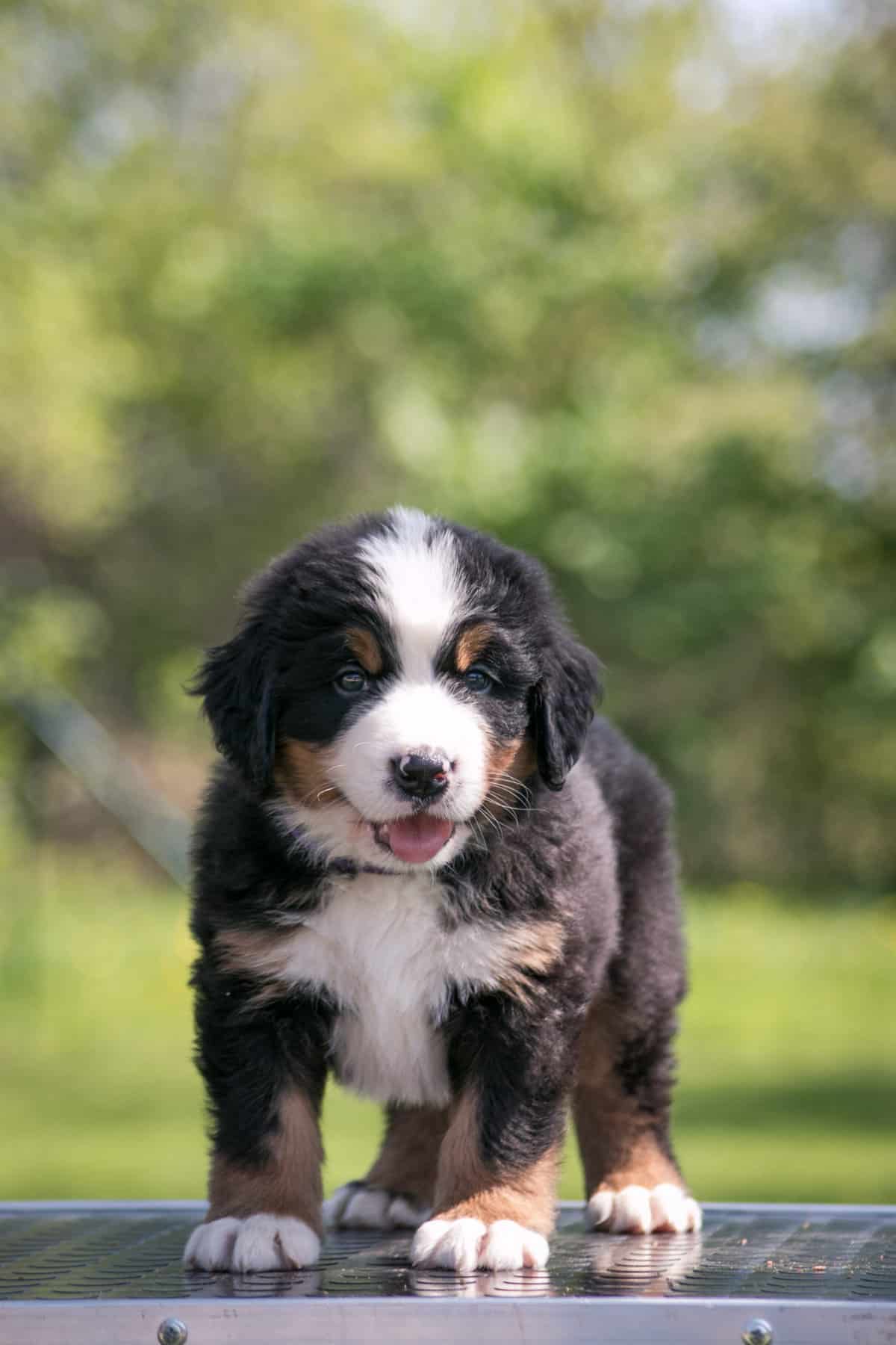 Berner Sennenhund-Züchter mit Welpen in der Nähe (Liste) - Hunde2.de