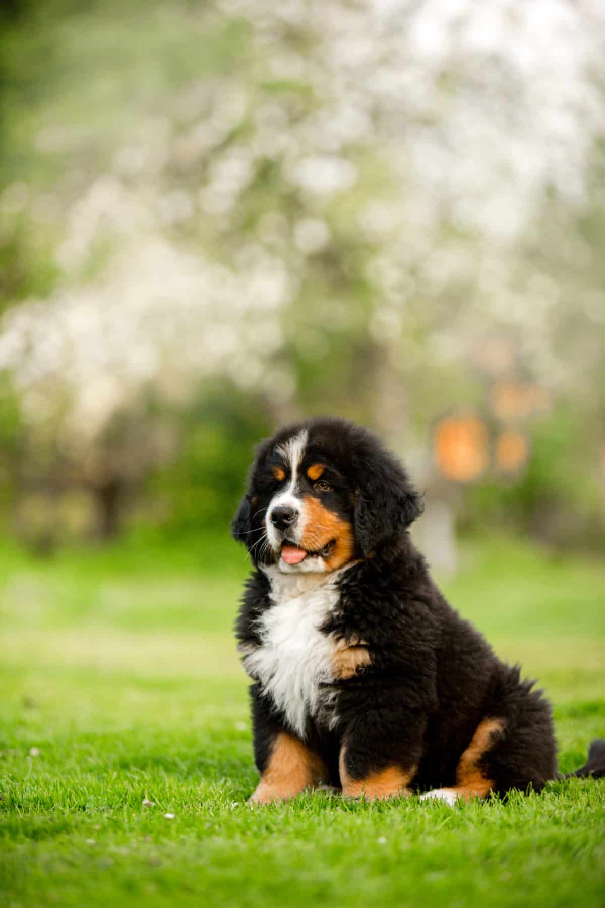 Berner Sennenhund-Züchter mit Welpen in der Nähe (Liste) - Hunde2.de