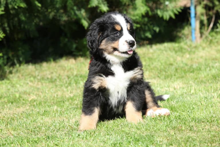 Berner Sennenhund-Züchter mit Welpen in der Nähe (Liste) - Hunde2.de