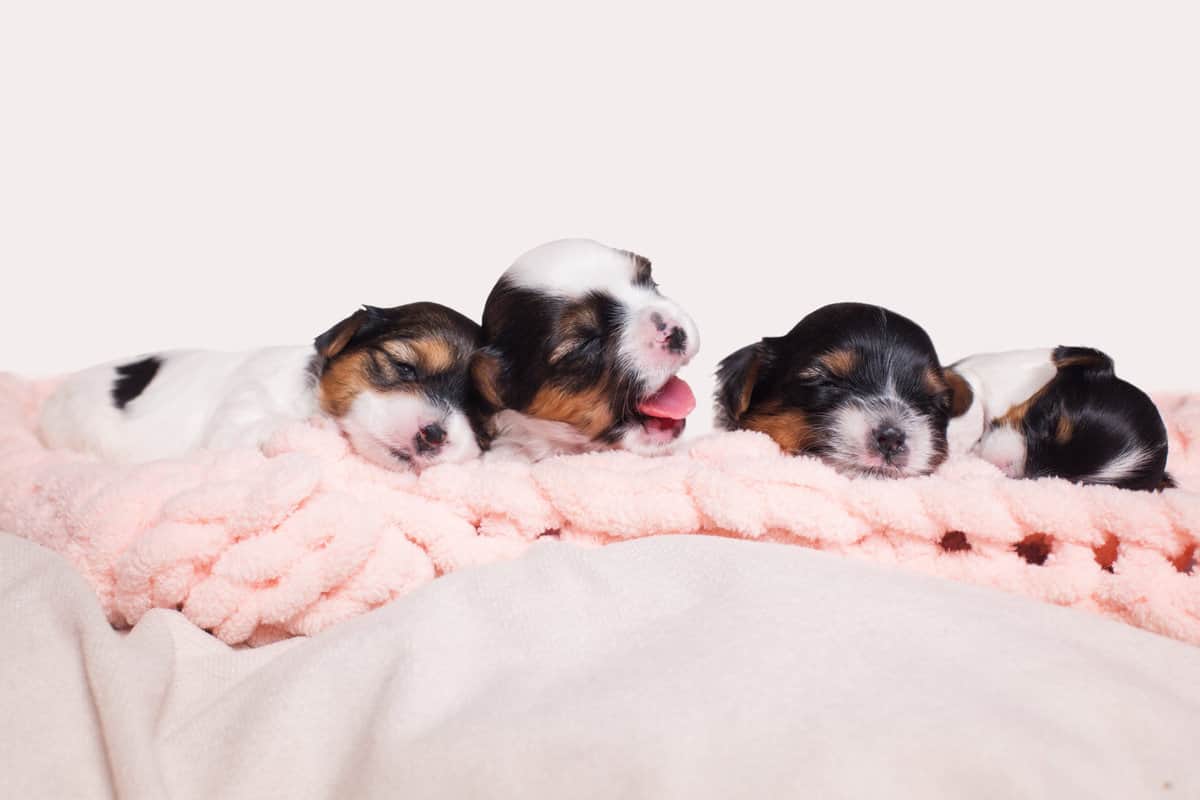 Biewer Yorkshire Terrier-Züchter mit Welpen in der Nähe - Hunde2.de