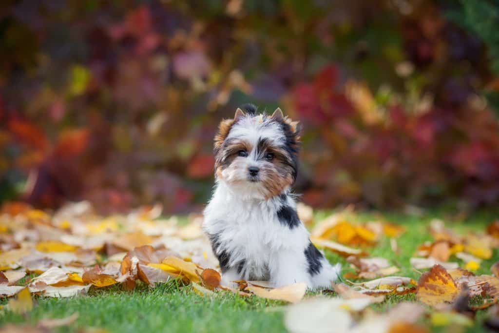 Biewer Yorkshire Terrier-Züchter mit Welpen in der Nähe - Hunde2.de