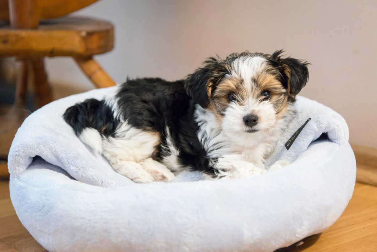 Biewer Yorkshire Terrier-Züchter mit Welpen in der Nähe - Hunde2.de