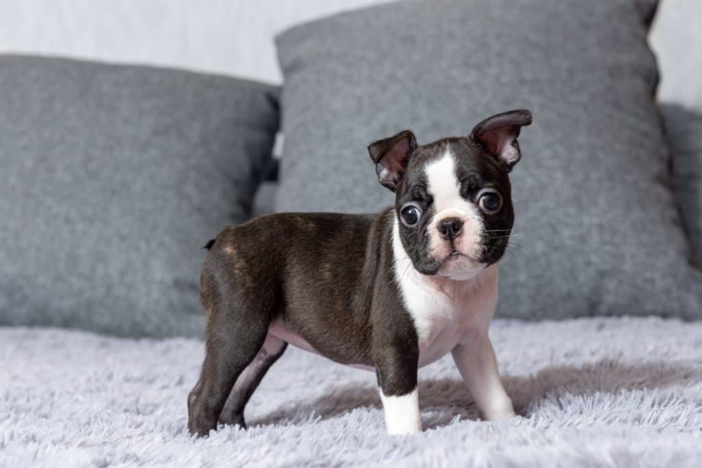 Boston Terrier-Züchter mit Welpen in der Nähe (Favoriten) - Hunde2.de