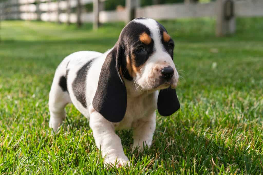 Basset Hound-Züchter mit Welpen in der Nähe - Hunde2.de