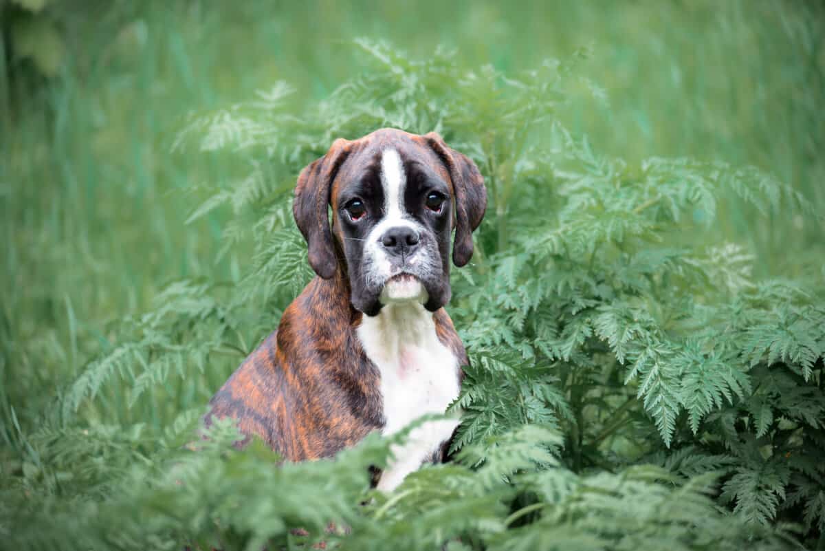 Boxer-Züchter mit Welpen in der Nähe (Liste) - Hunde2.de