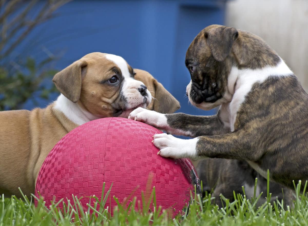 Boxer-Züchter mit Welpen in der Nähe (Liste) - Hunde2.de