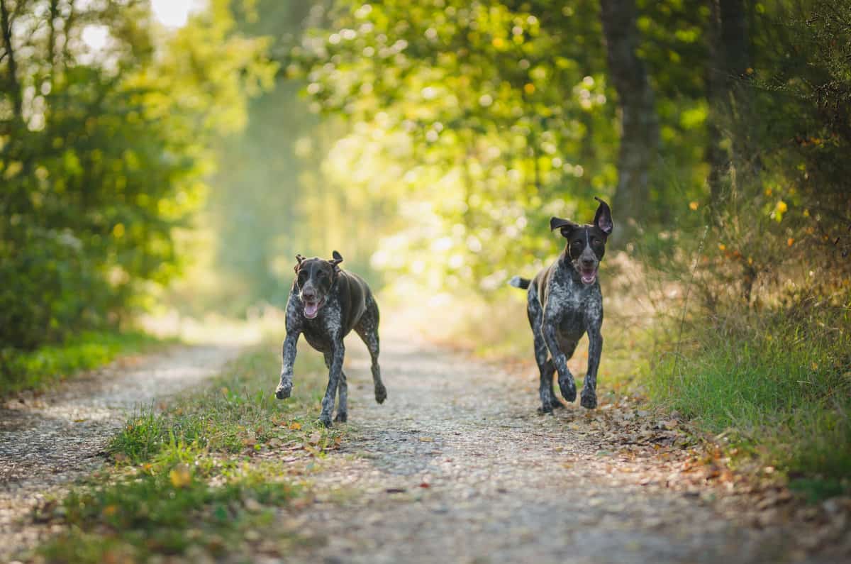 Die 8 schönsten deutschen Jagdhunderassen (mit 25 Bildern) - Hunde2.de