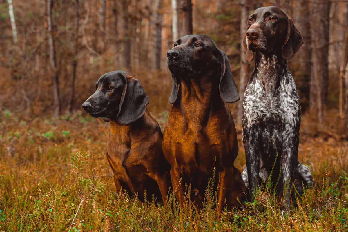 Die 8 schönsten deutschen Jagdhunderassen (mit 25 Bildern) - Hunde2.de
