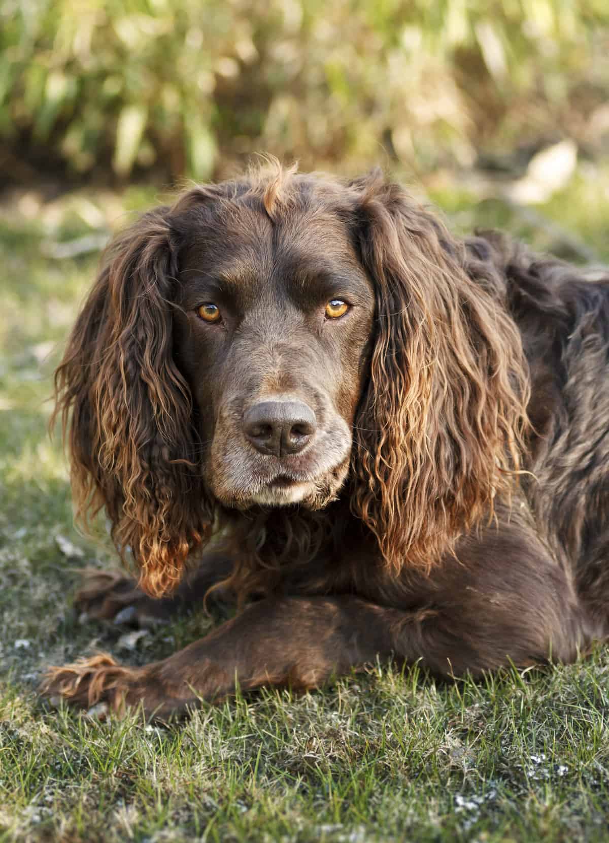 Die 8 schönsten deutschen Jagdhunderassen (mit 25 Bildern) - Hunde2.de