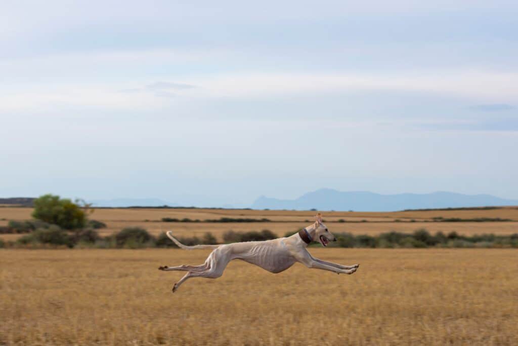 Die 8 schönsten spanischen Jagdhunderassen (mit 15 Bildern) - Hunde2.de