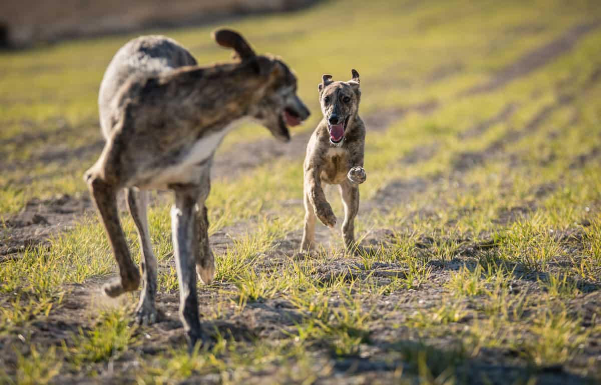 Die 8 schönsten spanischen Jagdhunderassen (mit 15 Bildern) - Hunde2.de