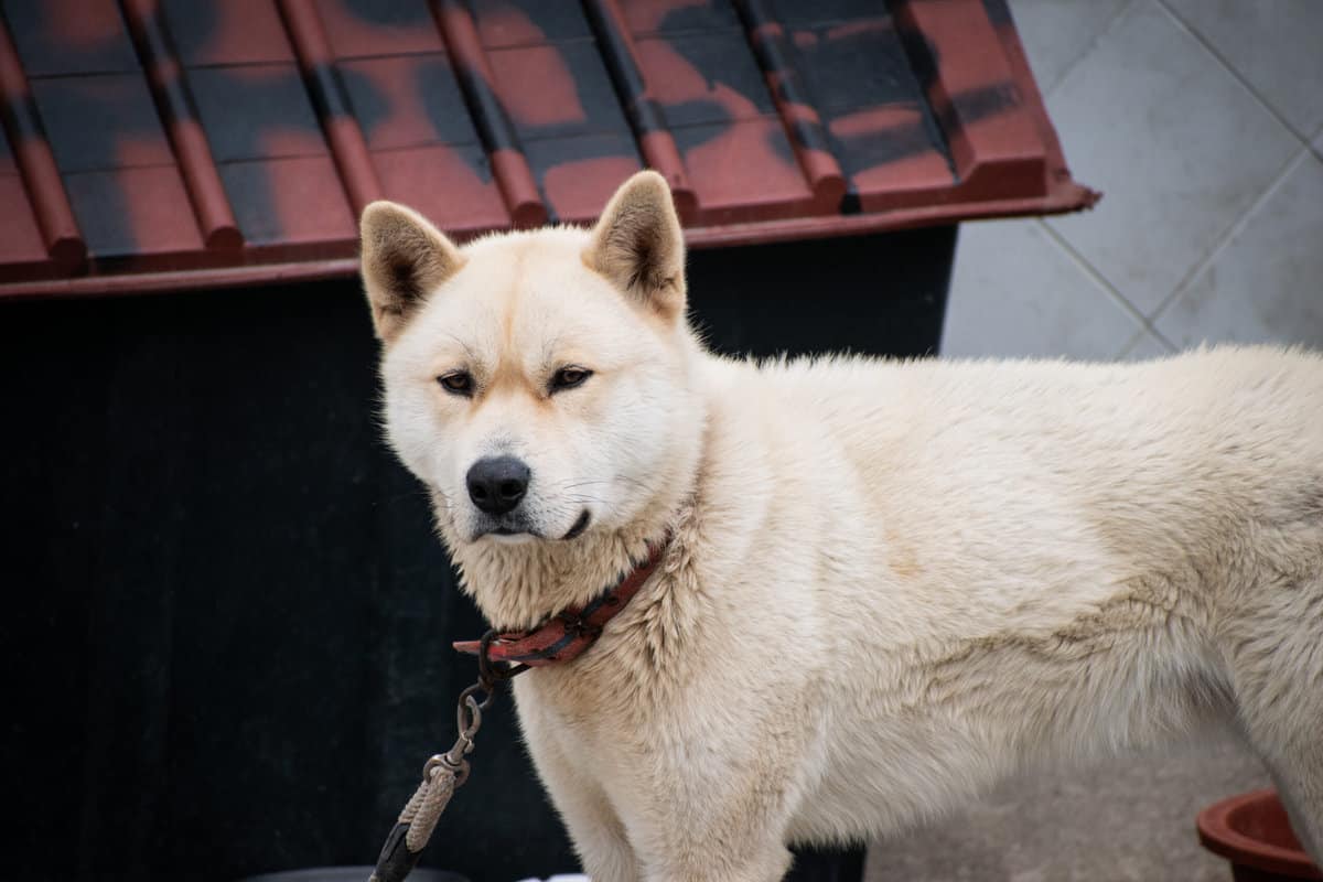 Die 7 schönsten koreanischen Hunderassen (mit Bildern) - Hunde2.de