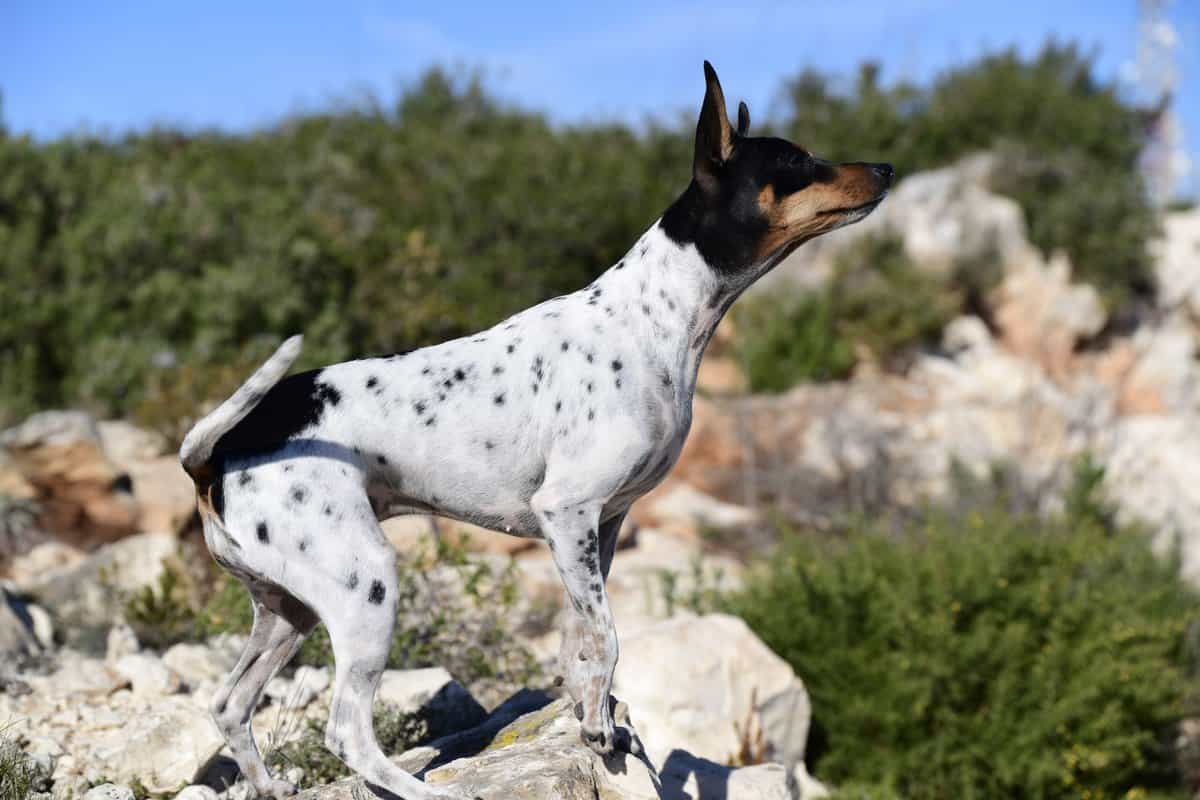 Die 8 schönsten spanischen Jagdhunderassen (mit 15 Bildern) - Hunde2.de