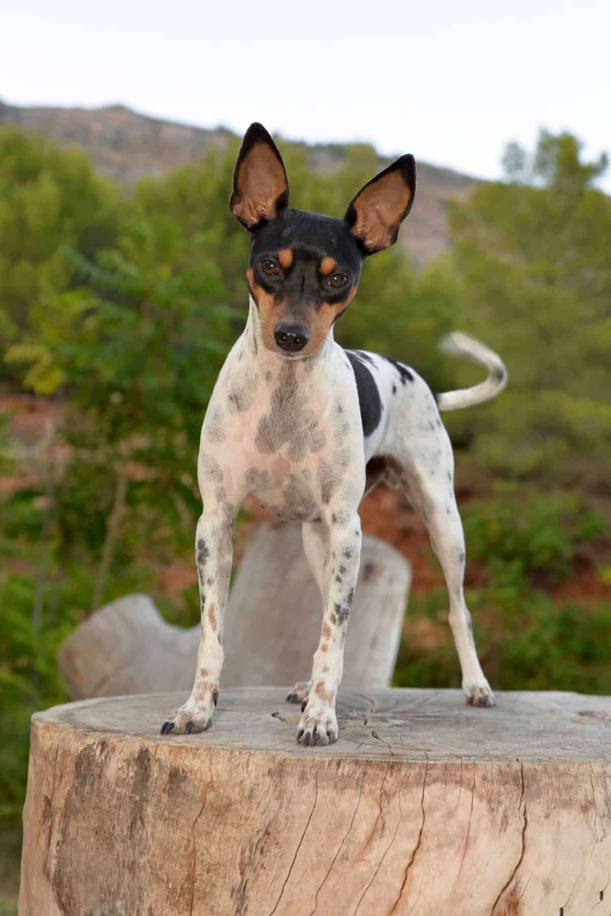 Die 8 schönsten spanischen Jagdhunderassen (mit 15 Bildern) - Hunde2.de