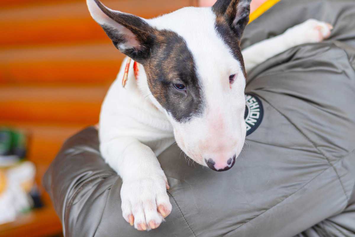 Bullterrier-Züchter mit Welpen in der Nähe (Liste) - Hunde2.de
