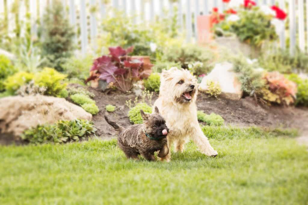 Cairn Terrier-Züchter mit Welpen in der Nähe - Hunde2.de