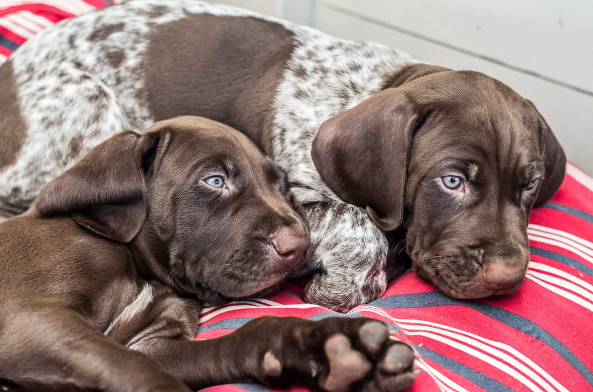 Deutsch Kurzhaar-Züchter mit Welpen in der Nähe (Liste) - Hunde2.de