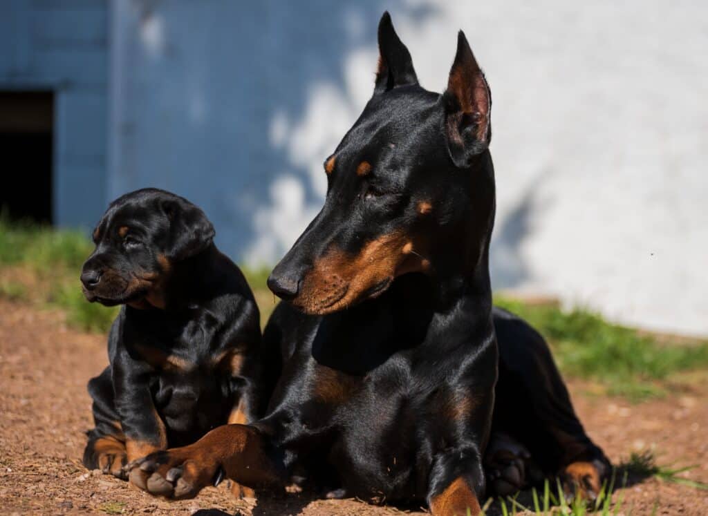 Dobermann-Züchter mit Welpen in der Nähe - Hunde2.de