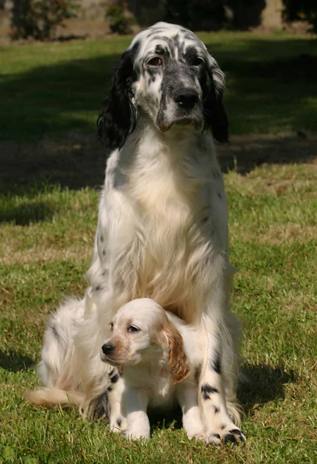 English Setter-Züchter mit Welpen in der Nähe - Hunde2.de