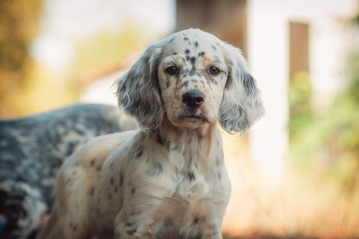 English Setter-Züchter mit Welpen in der Nähe - Hunde2.de