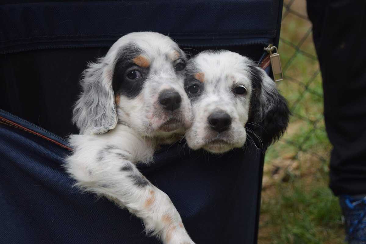 English Setter-Züchter mit Welpen in der Nähe - Hunde2.de