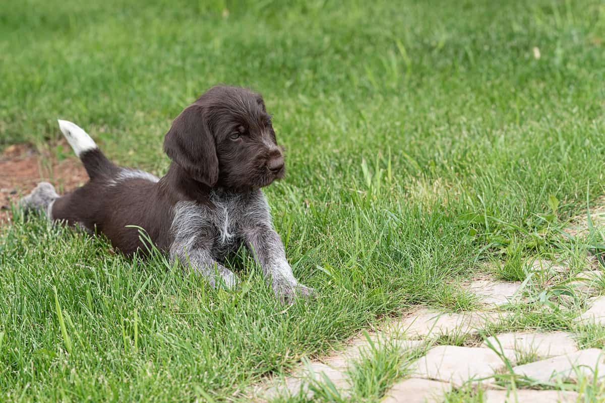 Deutsch Drahthaar-Züchter mit Welpen in der Nähe - Hunde2.de