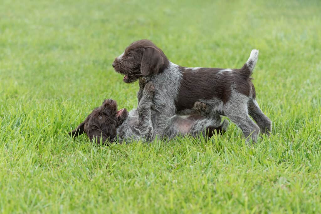 Deutsch Drahthaar-Züchter mit Welpen in der Nähe - Hunde2.de
