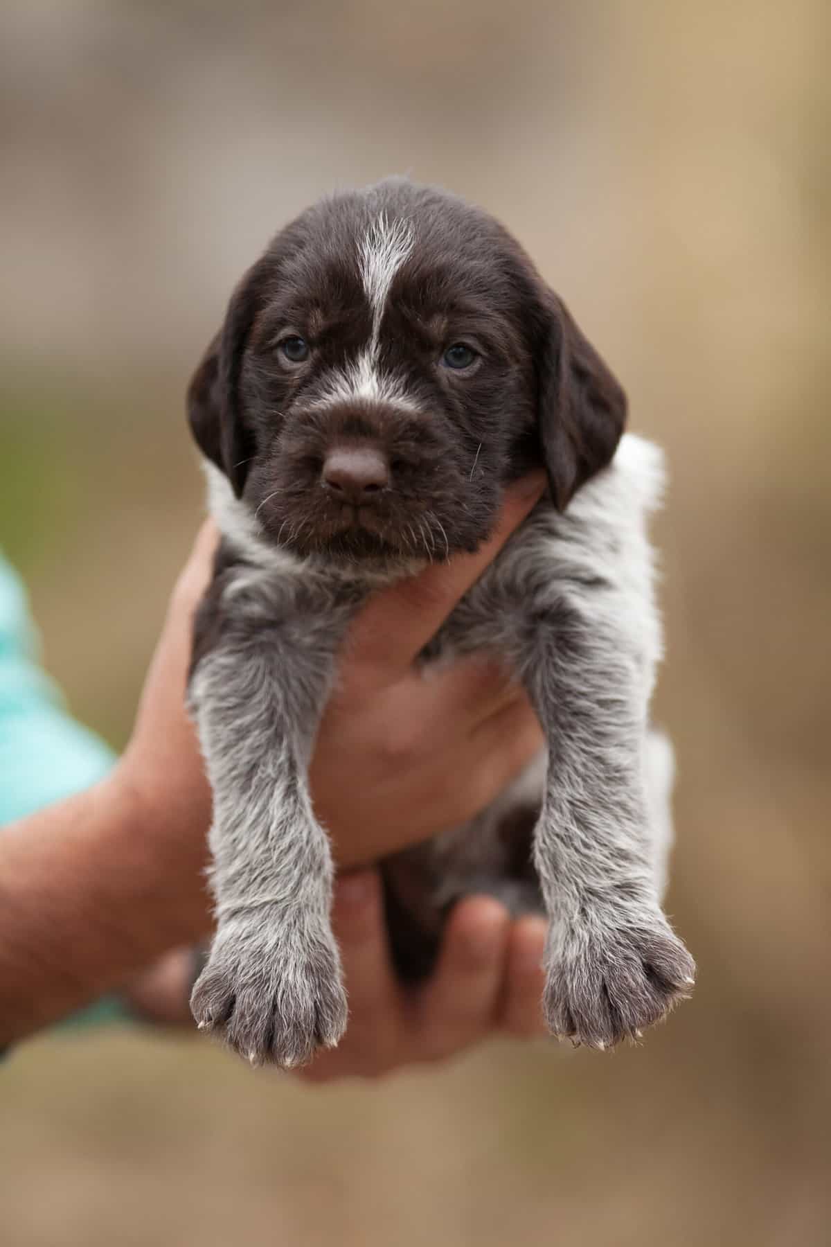 Deutsch Drahthaar-Züchter mit Welpen in der Nähe - Hunde2.de