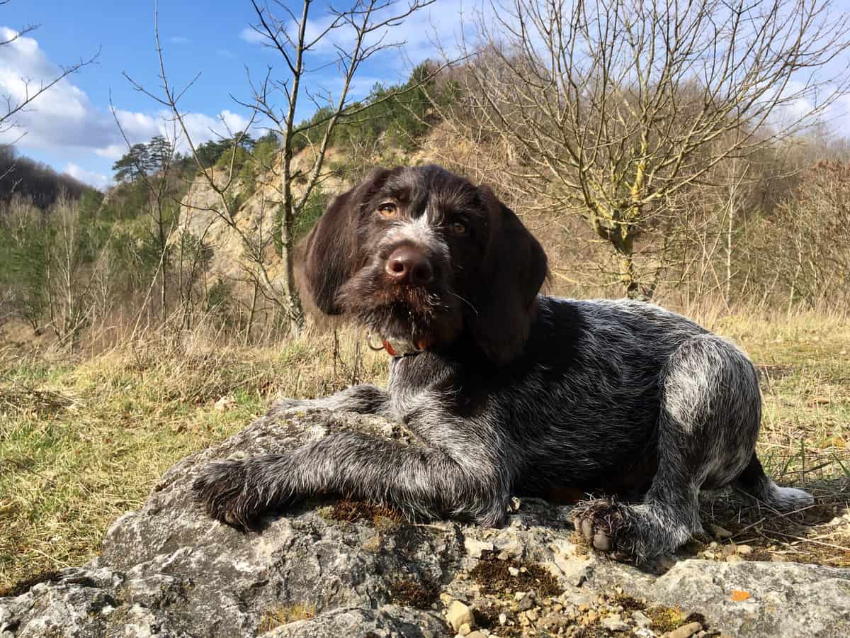 Deutsch Drahthaar-Züchter mit Welpen in der Nähe - Hunde2.de