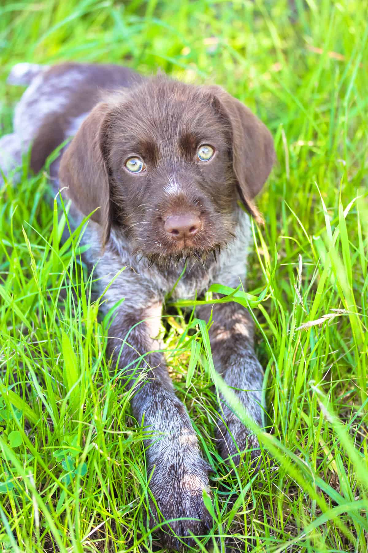 Deutsch Drahthaar-Züchter mit Welpen in der Nähe - Hunde2.de