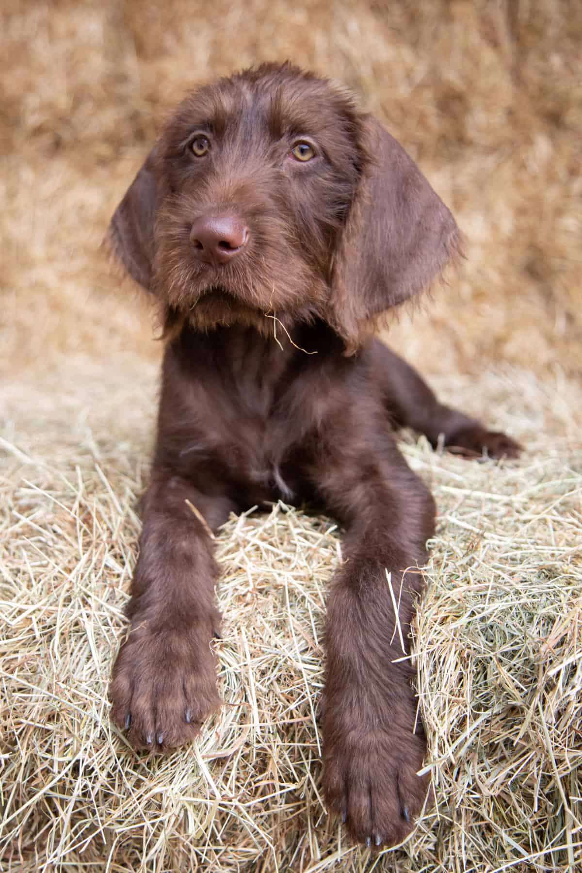 Deutsch Drahthaar-Züchter mit Welpen in der Nähe - Hunde2.de