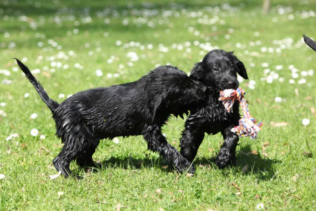 Flat Coated Retriever-Züchter mit Welpen in der Nähe - Hunde2.de